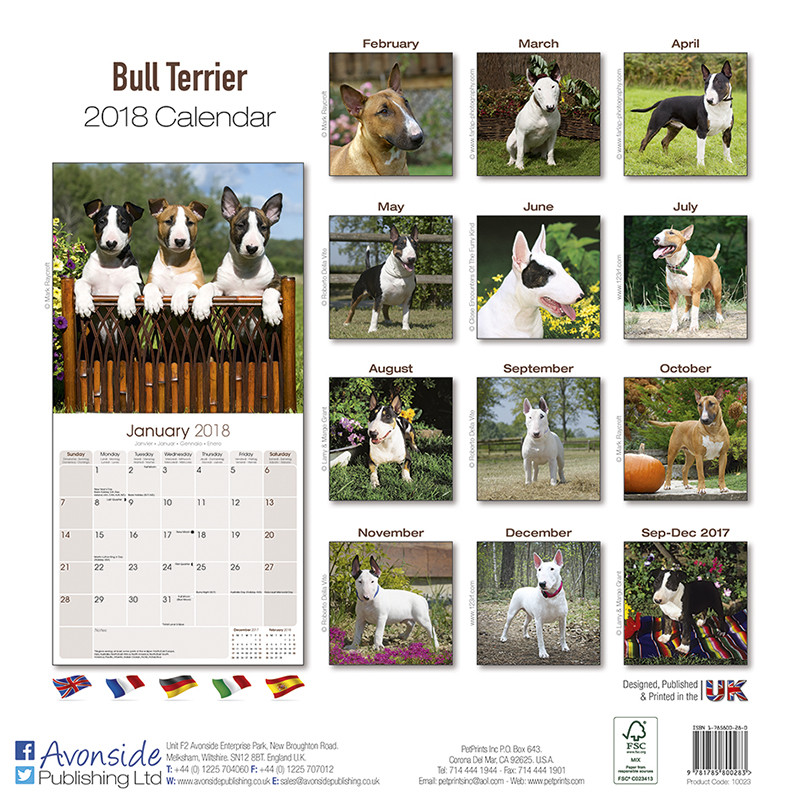 Anglický bulteriér - Kalendáře na zeď 2018 | Kup na Posters.cz