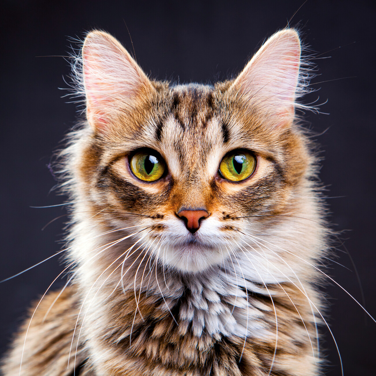 Kočky - Kalendáře na zeď 2024 | Kup na Posters.cz