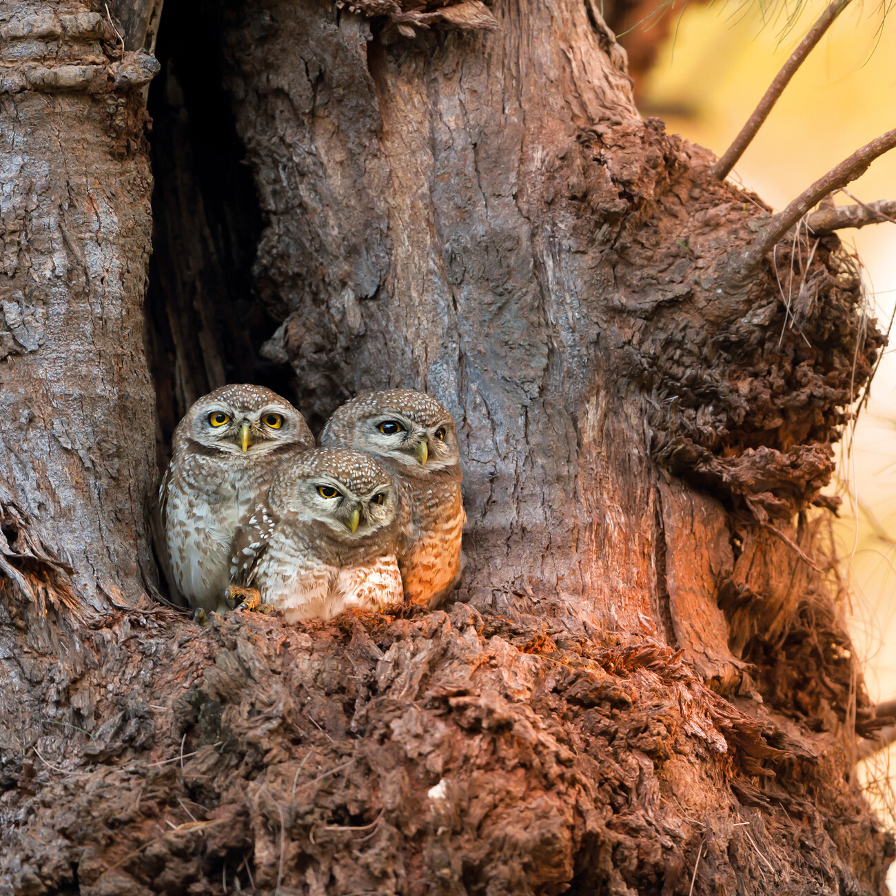 Magic Owls - Kalendáře na zeď 2025 | Kup na Posters.cz