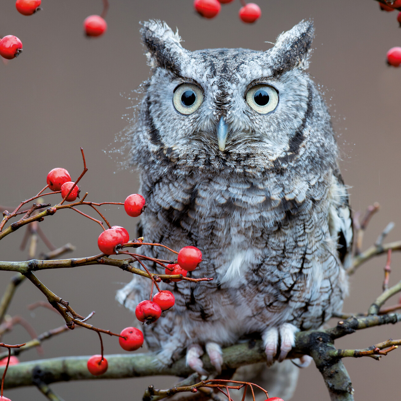 Magic Owls - Kalendáře na zeď 2025 | Kup na Posters.cz