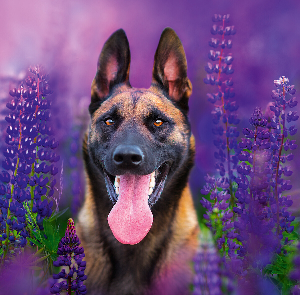 Psi - Kalendáře na zeď 2024 | Kup na Posters.cz