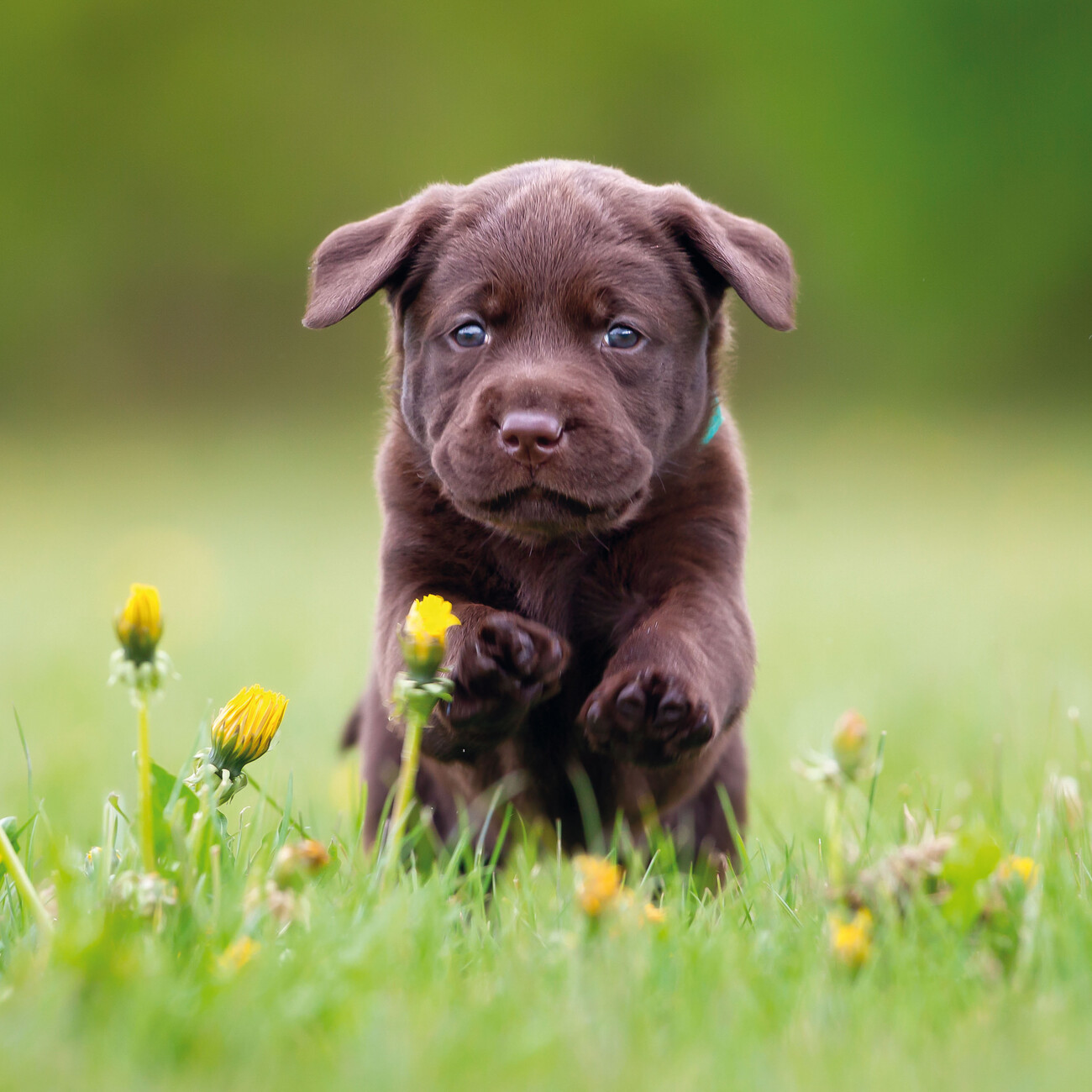 Štěňata - Kalendáře na zeď 2024 | Kup na Posters.cz