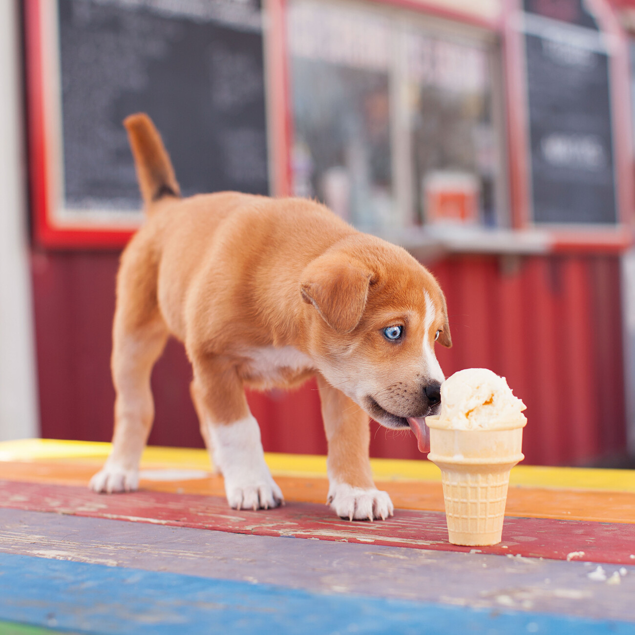 Štěňata - Kalendáře na zeď 2024 | Kup na Posters.cz
