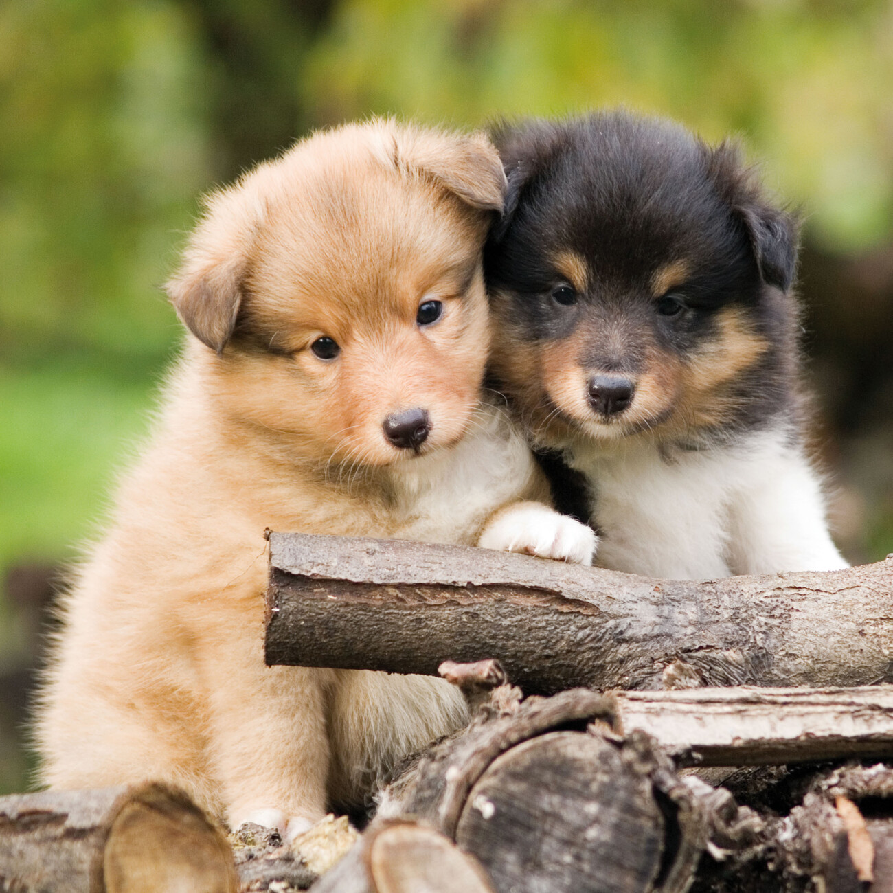 Štěňata - Kalendáře na zeď 2024 | Kup na Posters.cz
