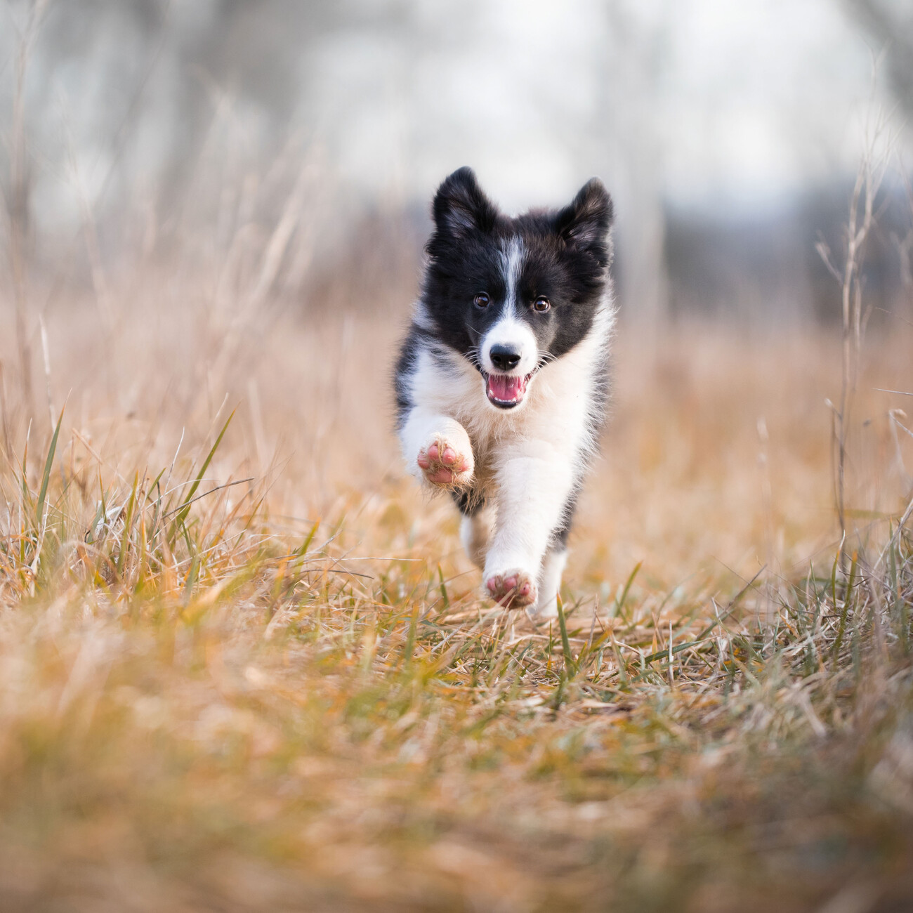 Štěňata - Kalendáře na zeď 2024 | Kup na Posters.cz