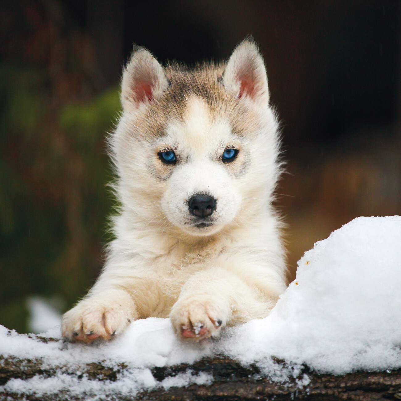 Štěňata - Kalendáře na zeď 2024 | Kup na Posters.cz