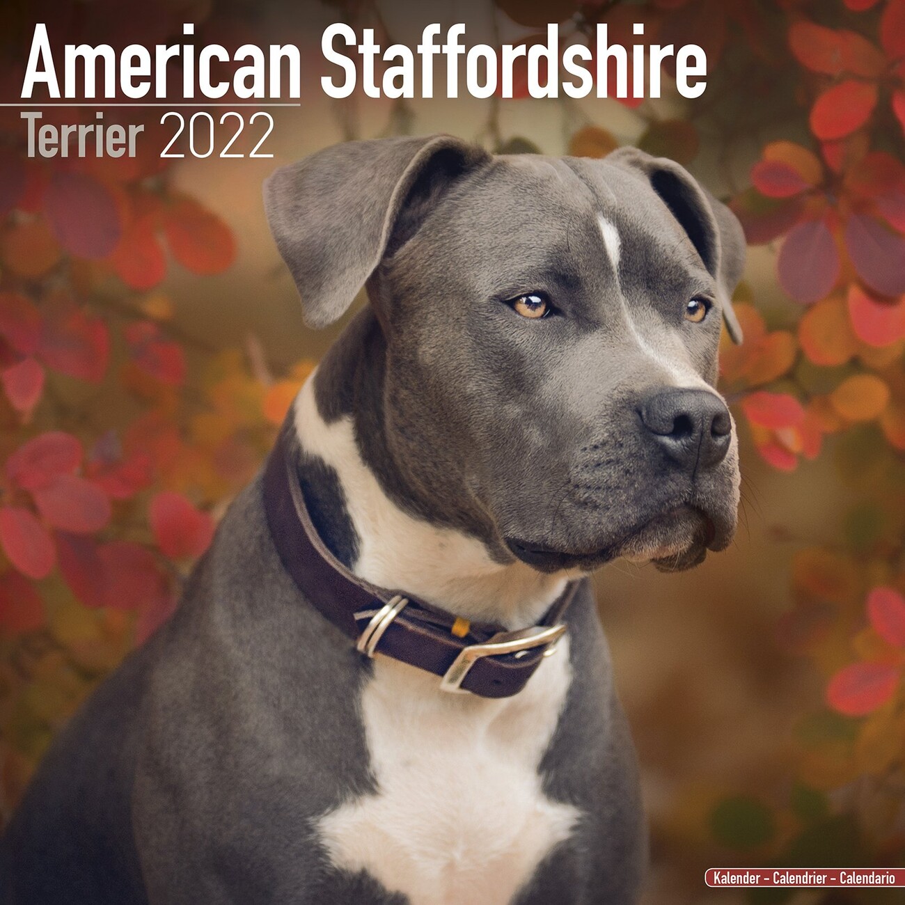 American Staffordshire Terrier - Väggkalendrar 2022 | Köp på Europosters