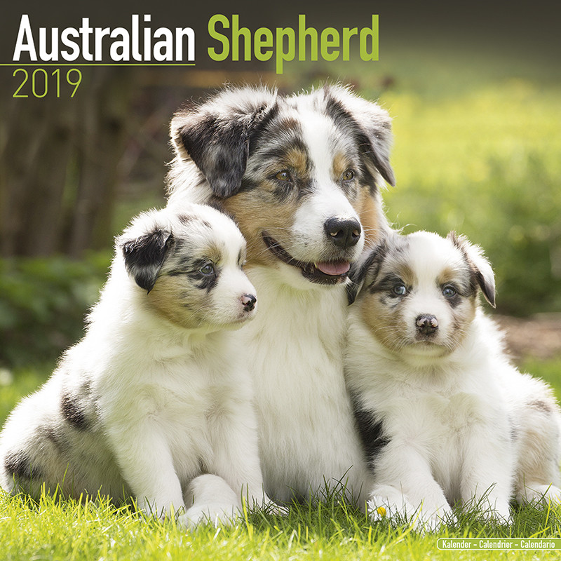 Australian Shepherd - Väggkalendrar 2019 | Köp på Europosters
