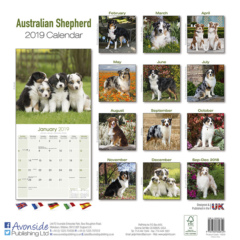 Australian Shepherd - Väggkalendrar 2019 | Köp på Europosters