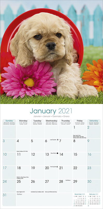 Cocker Spaniel - Vægkalendere 2021 | Køb på Europosters