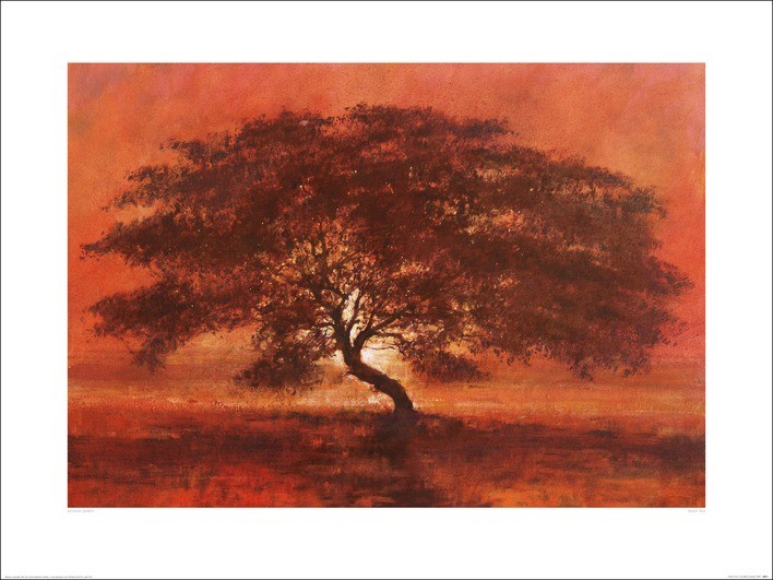 Reproducción de arteJonathan Sanders - Desert Tree | Pósters, cuadros y ...