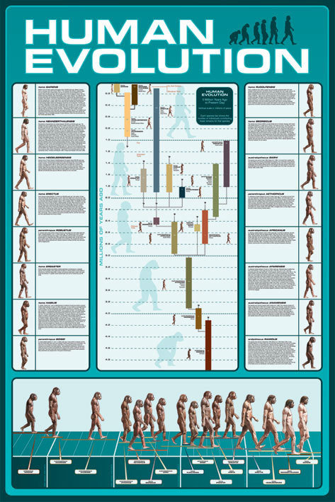 HUMAN EVOLUTION Plakat, Poster online på Europosters