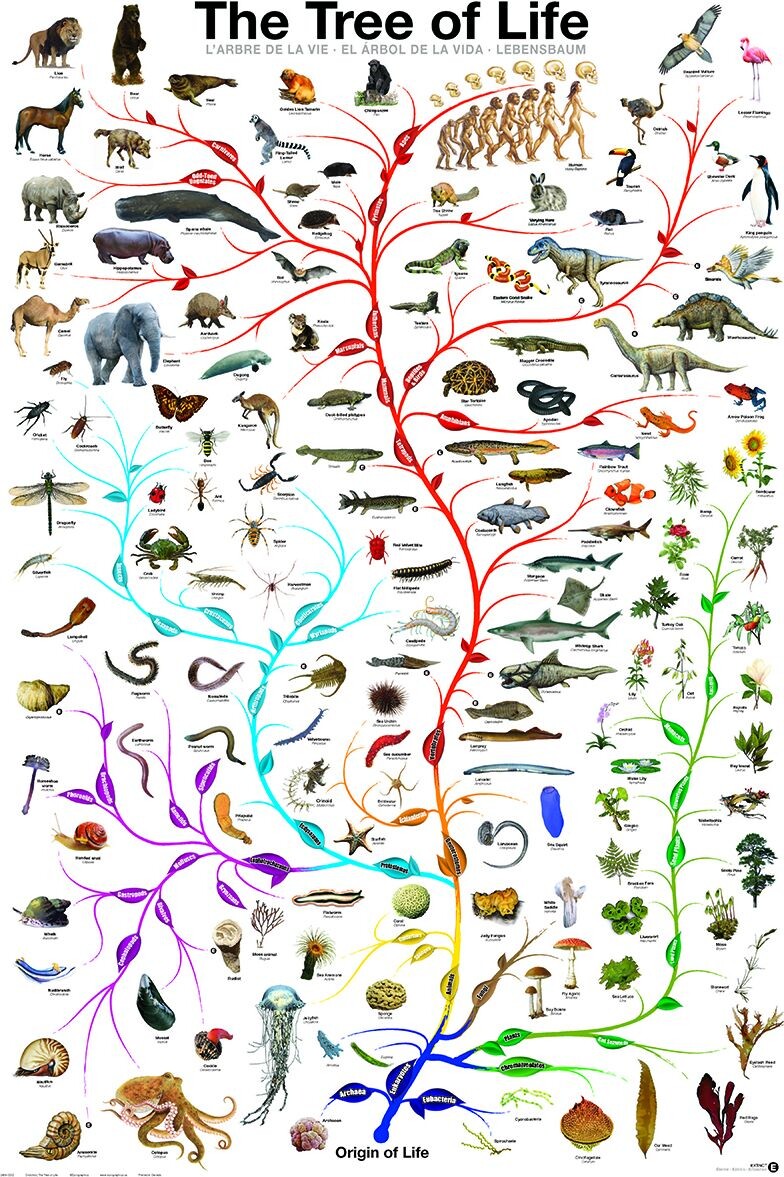 Plakát, Poszter Evolution - The Tree of Life | Faliposzterek | 3+1 ...