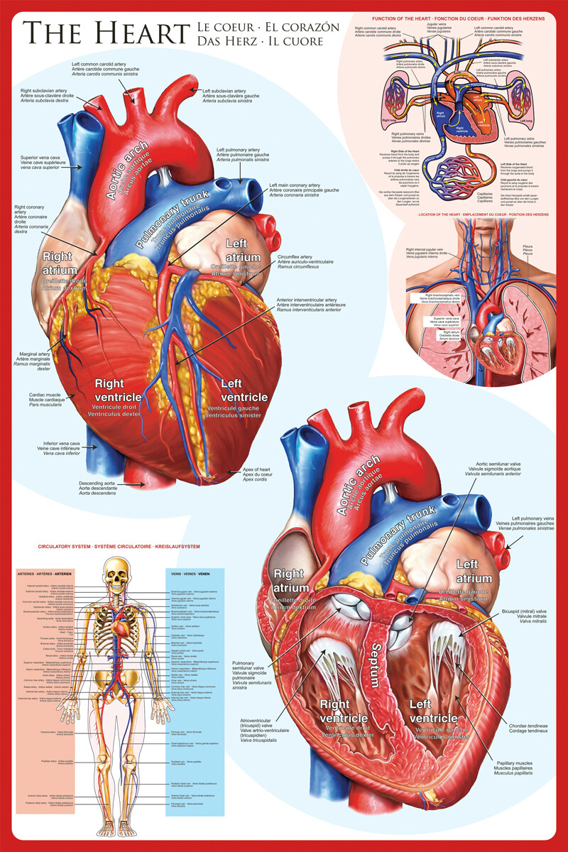 Plakát Srdce - anatomie | Obraz na zeď | 3+1 zdarma | Posters.cz