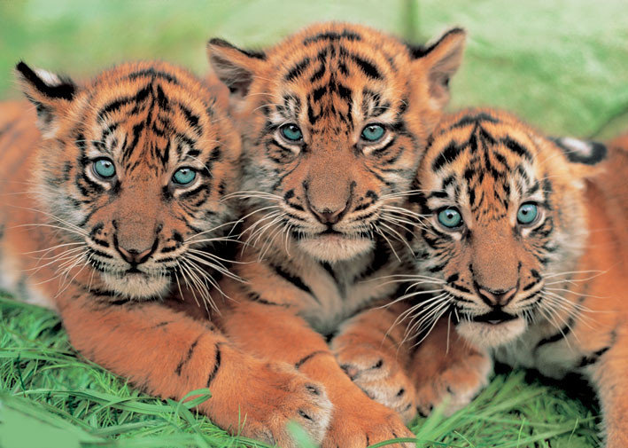 Plakát Tiger cubs - tygří mláďata | Obraz na zeď | 3+1 zdarma | Posters.cz