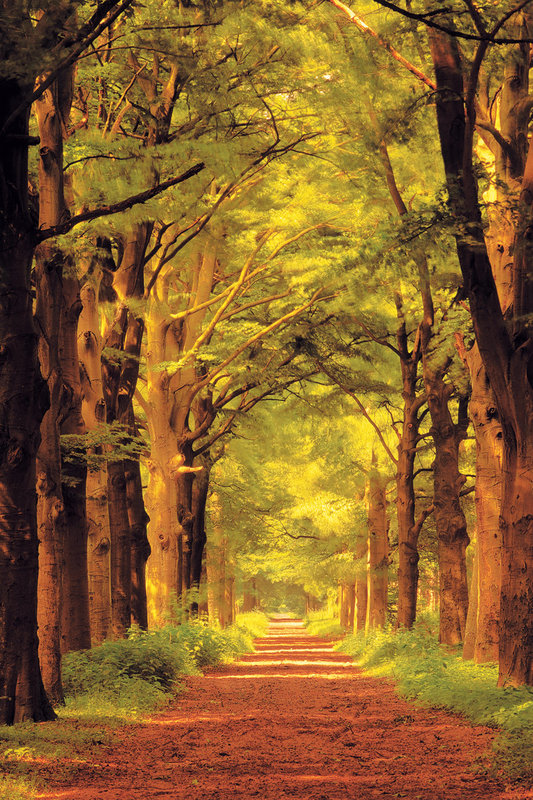 Poster, Quadro Forest path | Poster sul muro | 3+1 GRATIS | Europosters