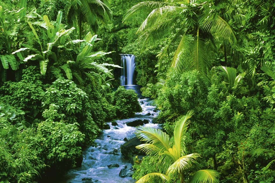 Rainforest Poster, Plakat | Kaufen bei Europosters