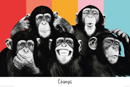 Poster, Quadro The Chimp - Compilation | Poster sul muro | 3+1 GRATIS ...