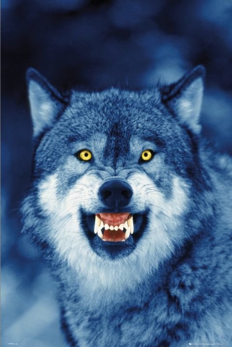 Plakat Wolf | Poster an der Wand | 3+1 GRATIS | Europosters