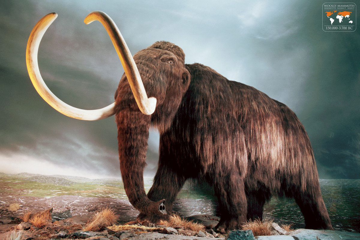 Poster, Quadro Woolly mammoth | Poster sul muro | 3+1 GRATIS | Europosters