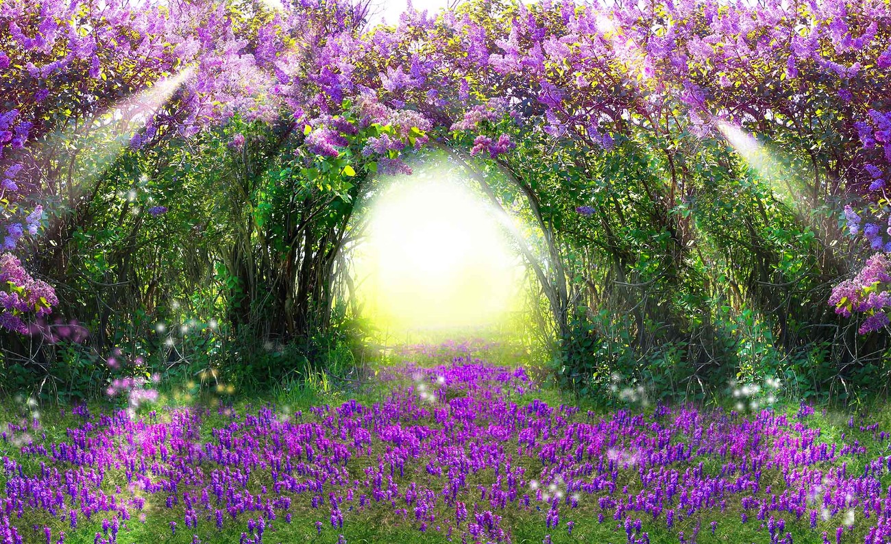 Forêt Fleurs Violettes Lumière Nature Poster Mural, Papier peint ...