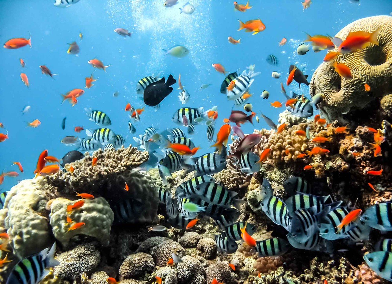 Mer et Océan Poissons et Coraux Poster Mural, Papier peint | Acheter-le ...