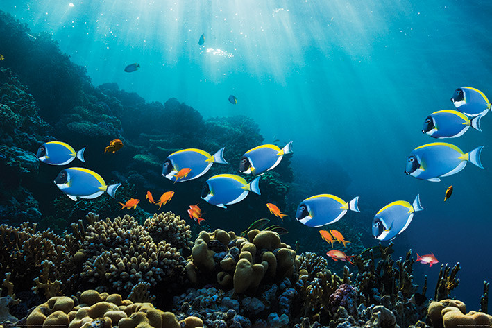 Pez Póster, Lámina | Compra en Posters.es