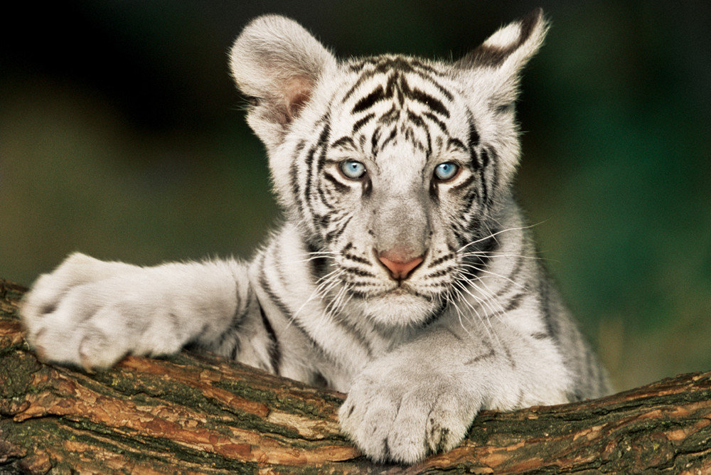 White Siberian Tiger Cubs Posters Two White Tiger Cubs In Lahore Zoo
