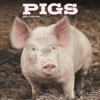 Calendars - Animals | Tips for original gifts | Large selection