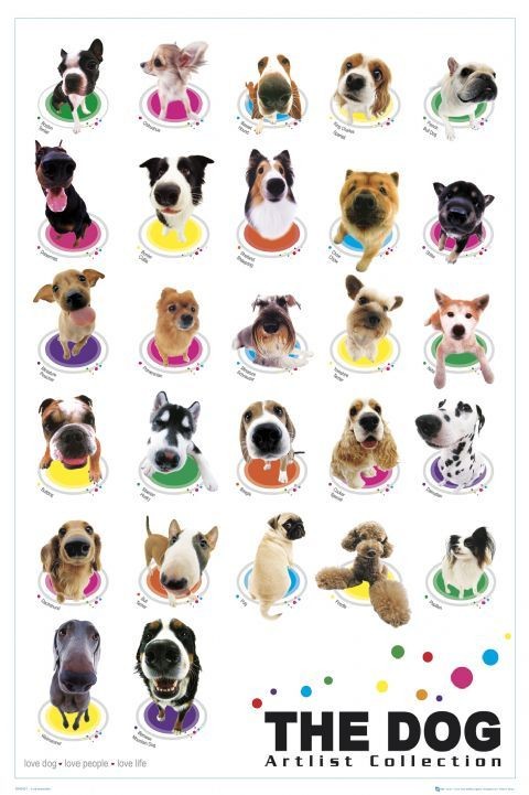 Poster, Affiche The dog - compilation en ligne | 3+1 GRATUIT | Europosters