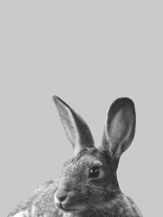 Illustration artistiques | Grey rabbit, Finlay & Noa | Europosters