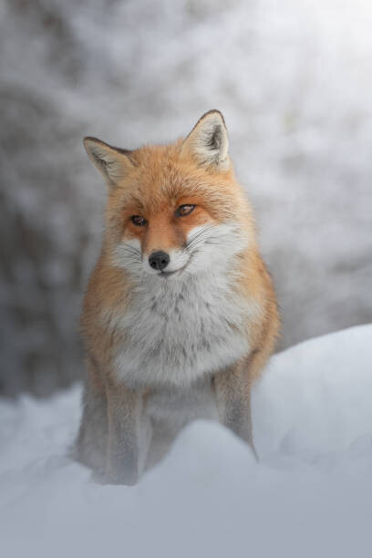 Portrait of red fox standing on snow covered land, marco vancini ...