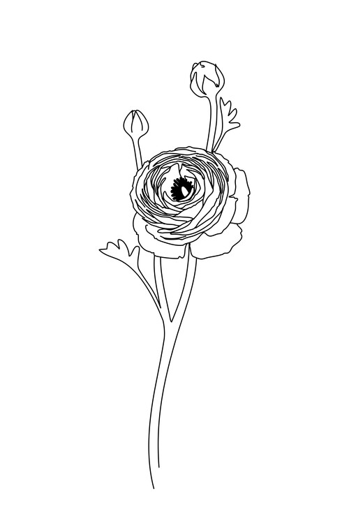 Kunstdruck Ranunculus line art, Blursbyai | Poster, Wandbilder und ...