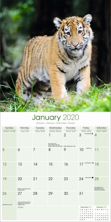 Tigers - Calendari da muro 2020 | Compra su Europosters