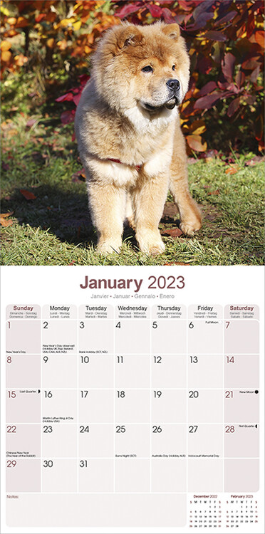 Chow Chow - Calendarios de pared 2023 | Consíguelos en Posters.es