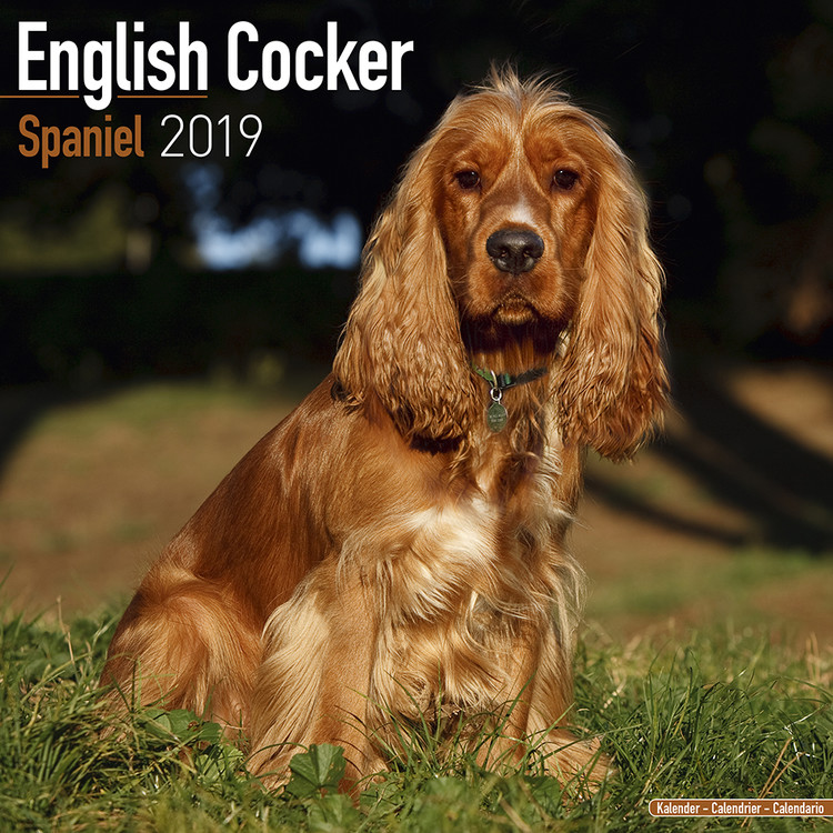 Cocker Spaniel - Calendarios de pared 2019 | Consíguelos en Posters.es