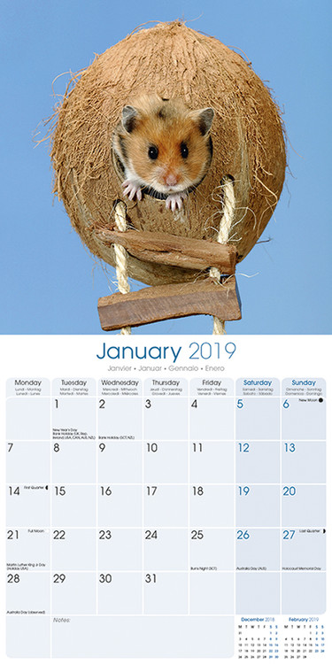Hamsters - Calendarios de pared 2019 | Consíguelos en Posters.es