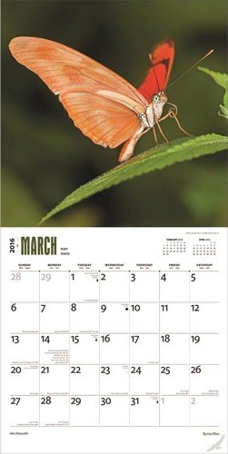 Mariposas - Calendarios de pared 2024 | Consíguelos en Posters.es
