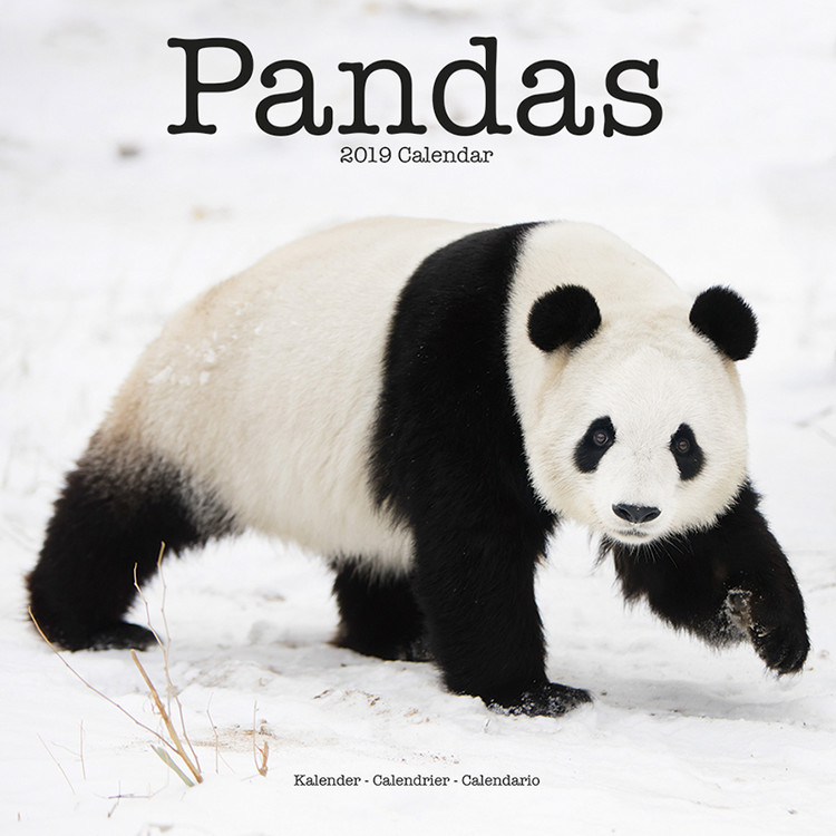 Pandas - Calendarios de pared 2024 | Consíguelos en Posters.es