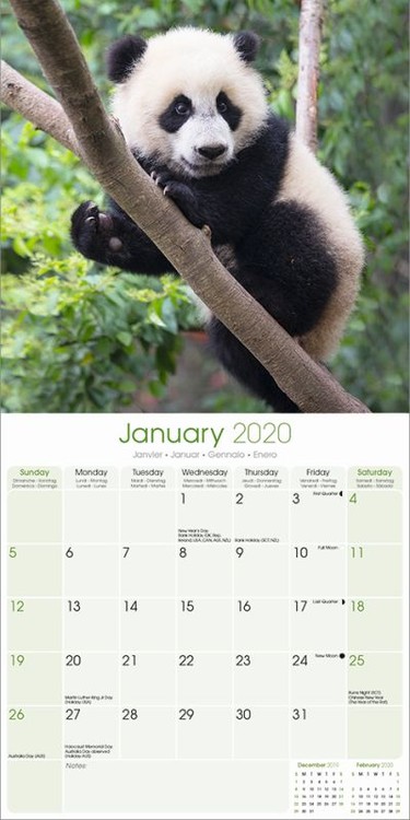 Pandas - Calendarios de pared 2024 | Consíguelos en Posters.es