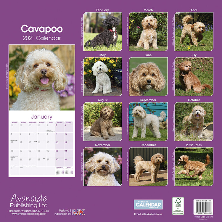 Cavapoo - Wall Calendars 2021 | Buy at UKposters