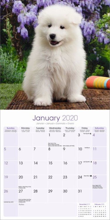 Samoyed - Wall Calendars 2020 | Buy at UKposters