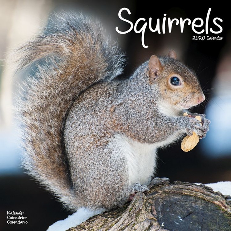 Squirrels - Wall Calendars 2020 | Buy at UKposters