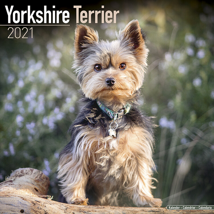 Yorkshire Terrier - Wall Calendars 2021 | Buy at UKposters