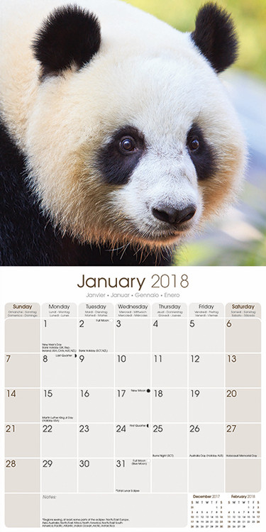 Pandas - Calendriers 2018 | Achetez sur Europosters