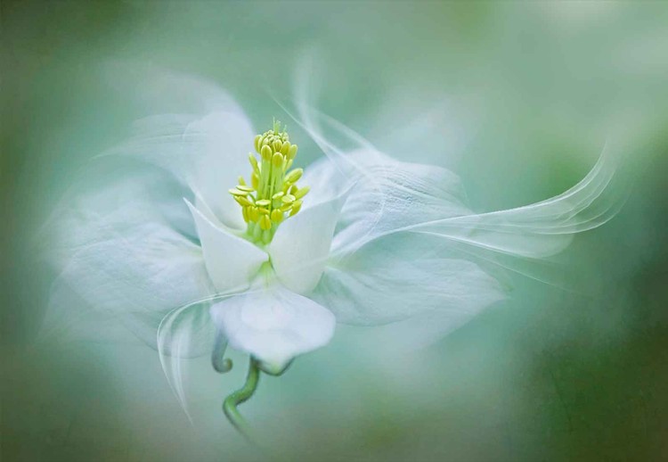Carta da parati - Mystical | EuroPosters.it