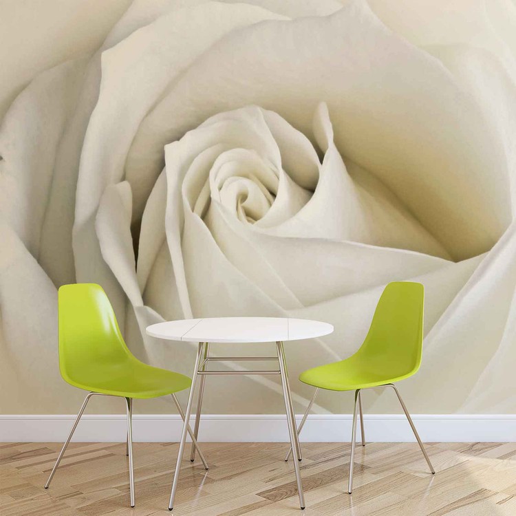 Fototapete, Tapete Blumen Rose Weiß Natur bei EuroPosters - Kostenloser ...