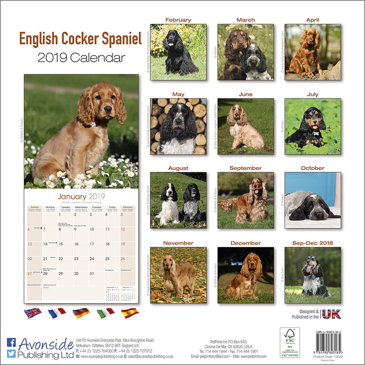 Cocker Spaniel - Wandkalender 2024 | Kaufen bei Europosters