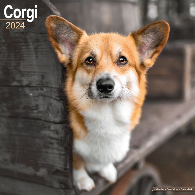 Corgi - Wandkalender 2024 | Kaufen bei Europosters