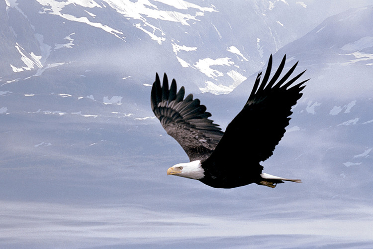 Bald Eagle In Flight Pictorial